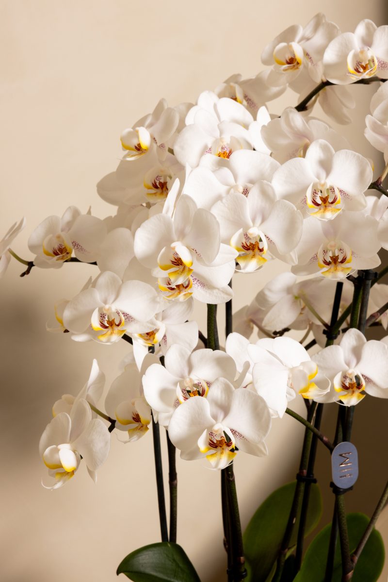 Celebrate International Day of the Orchid! - Mimesis